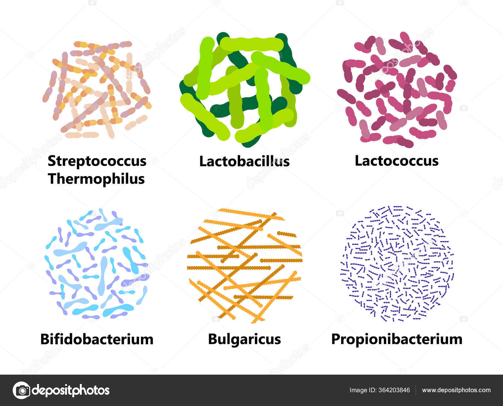 Probiootit Bakteerit Asettavat Vektorin Lactobacillus Bulgaricus Logo ...