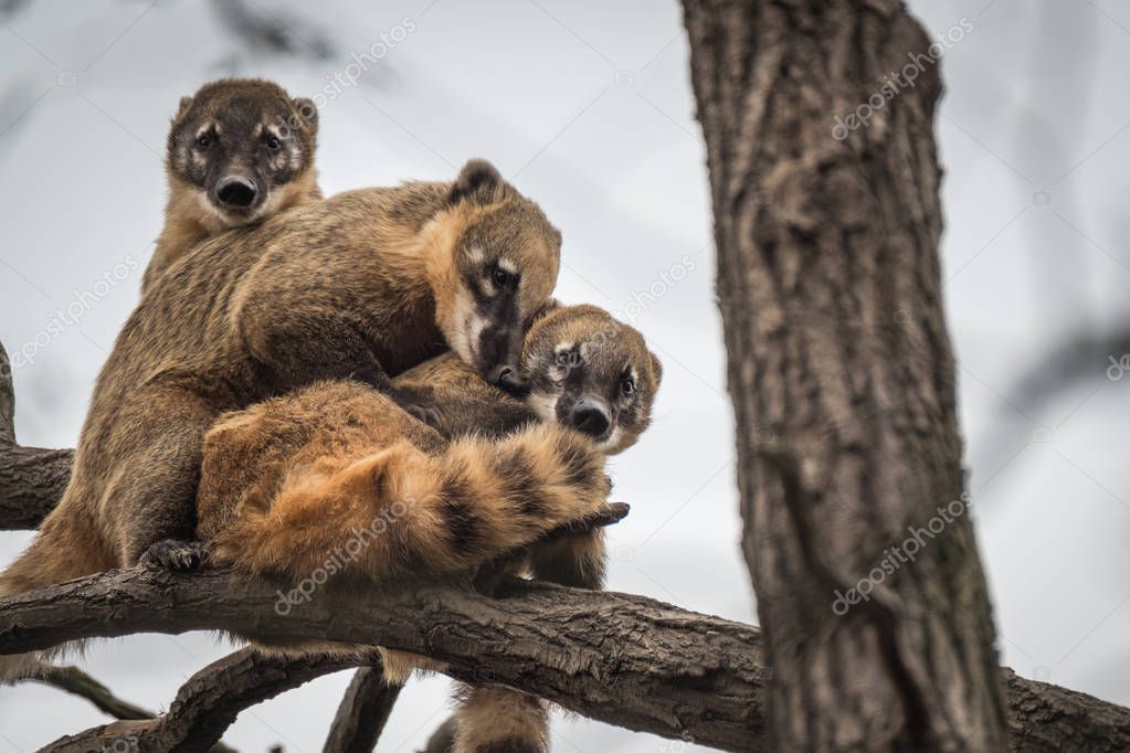 Coati sudamericano, coati de cola anillada (Nasua nasua). 2024