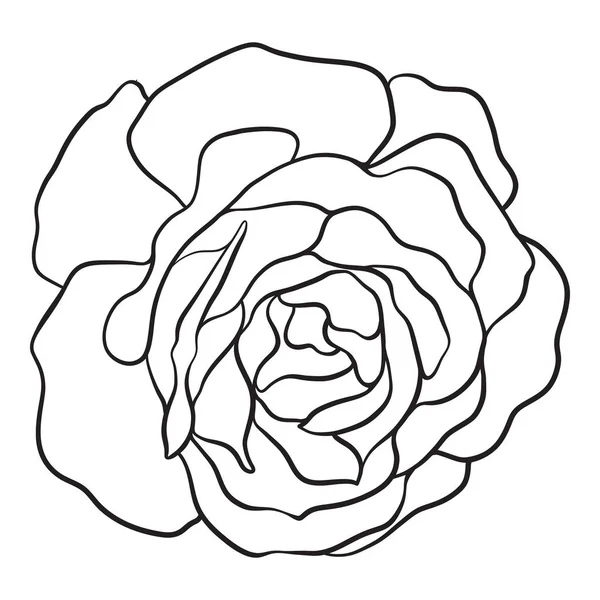 Rose flower isolated outline hand drawn. Stock line vector illus Stock Vector Image by ...
