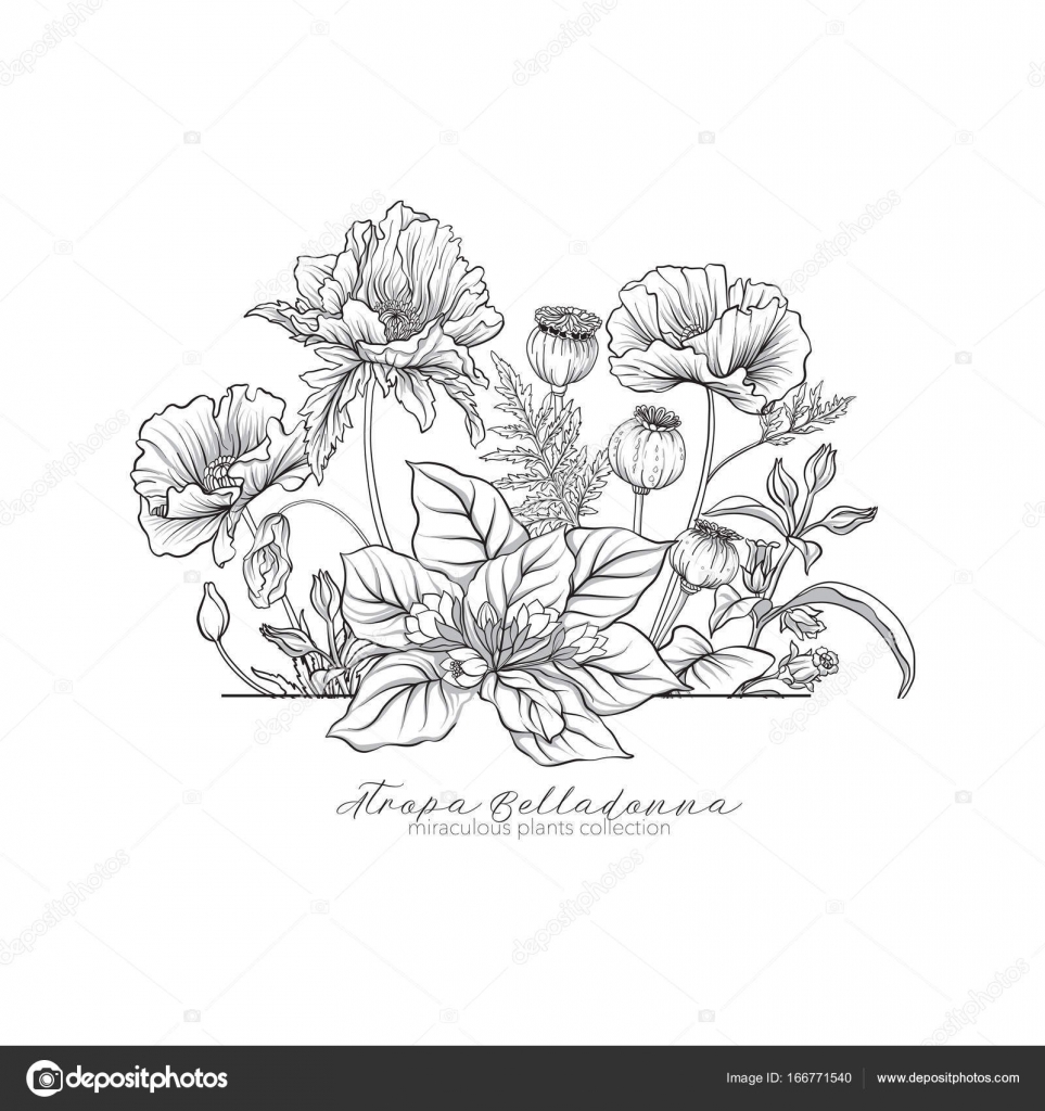 Opium Poppy Plant Drawing