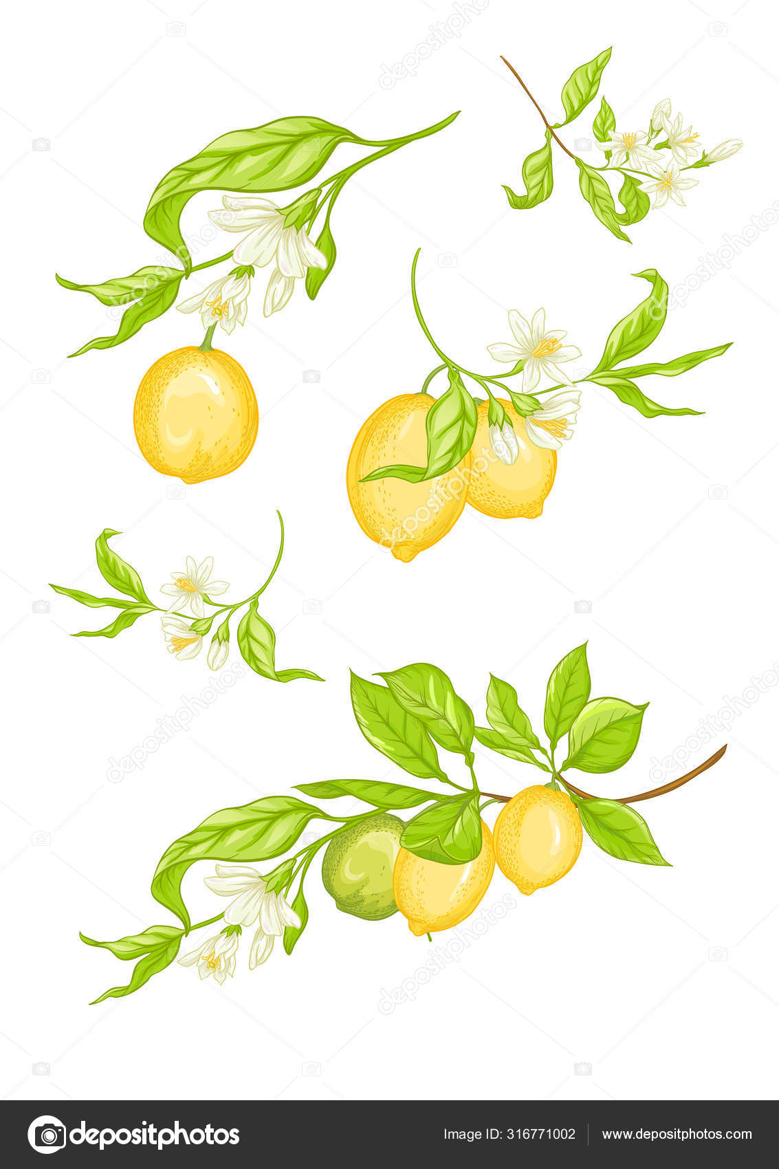 Lemon Tree Vector