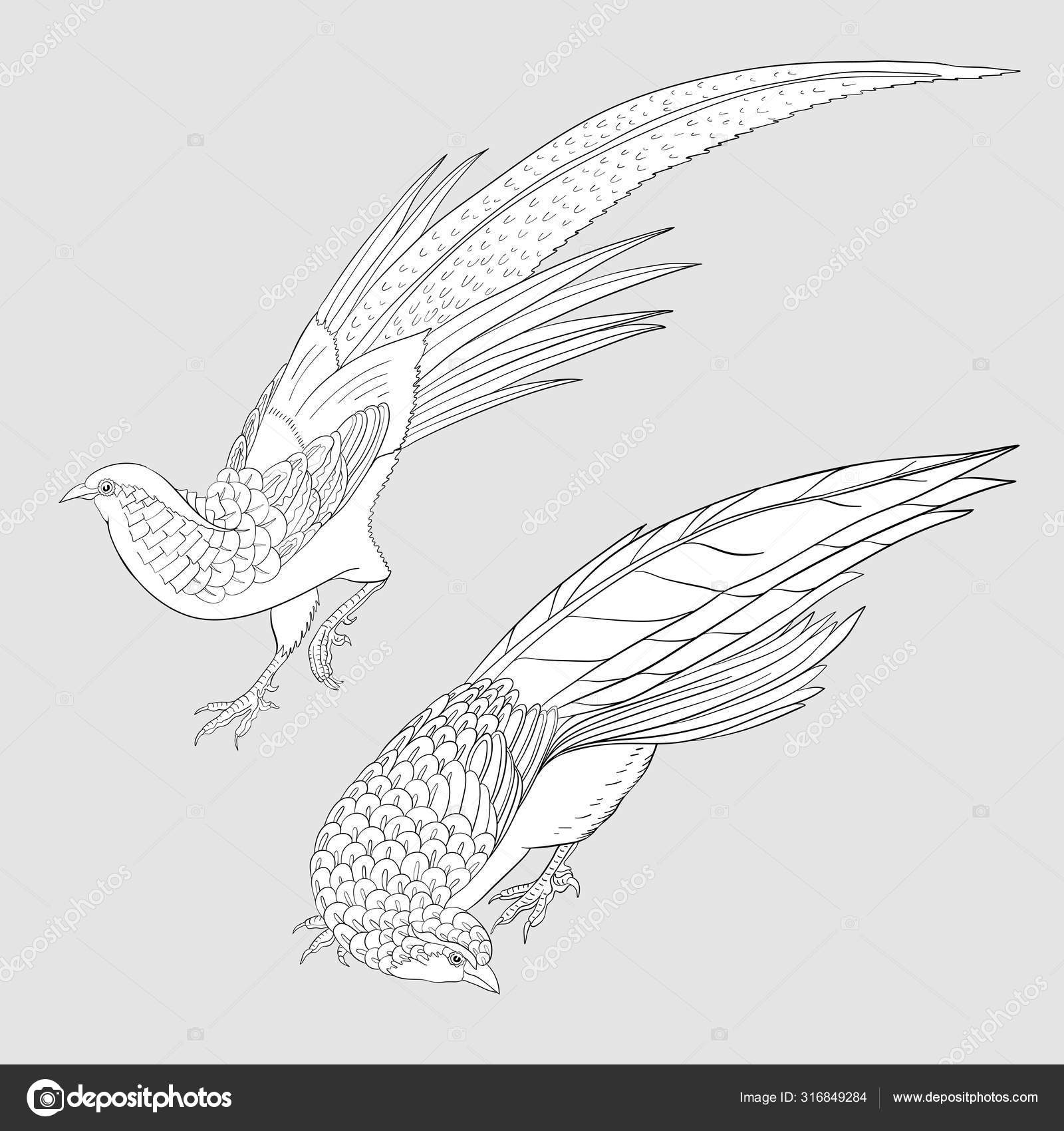 Fasan, Vogel. Satz von Elementen für das Design Stock-Vektorgrafik von ...