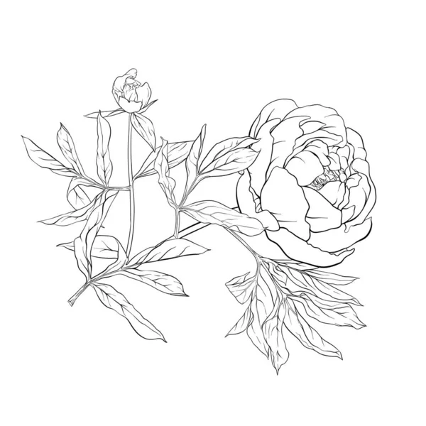 Isolated outline rose flower. Stock vector illustration. Stock Vector by ©ElenaBesedina 167086746