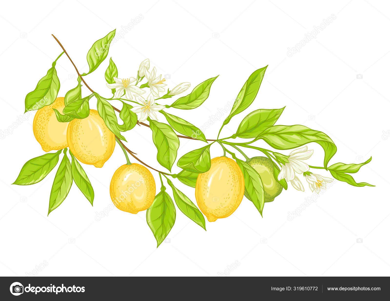 Lemon tree branch Stock Vector Image by ©ElenaBesedina #319610772