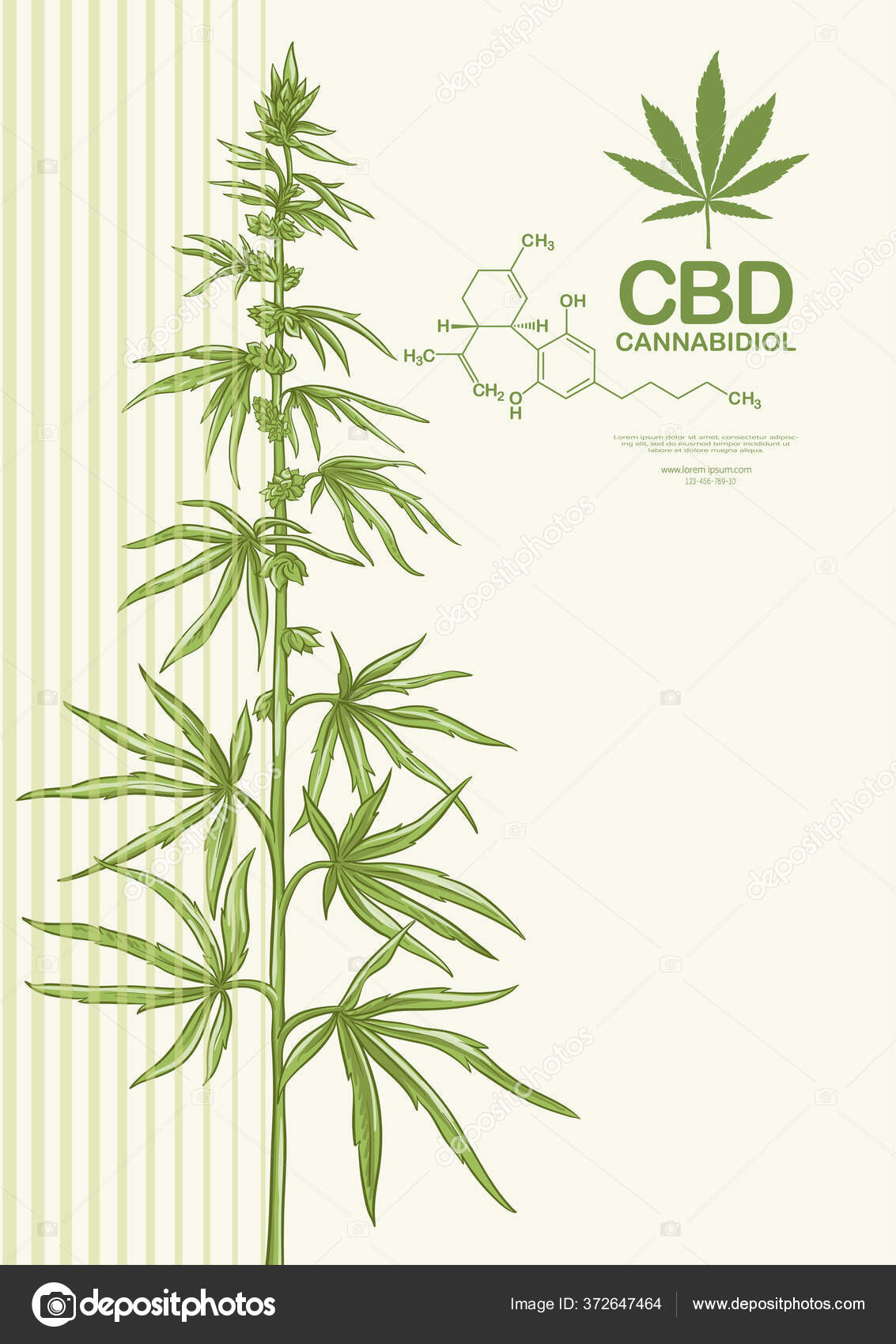 Hemp, Cannabis plant. Template, poster, card Stock Vector by ...