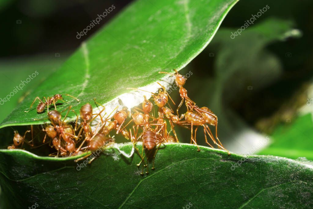 Las hormigas rojas est n ayudando a unir las hojas para construir un ...