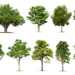 Three beautiful tree isolated Stock Photo by ©majaFOTO 3165051