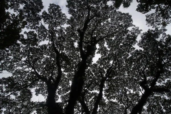 Longevity large camphor tree with bough in front of green forest ...