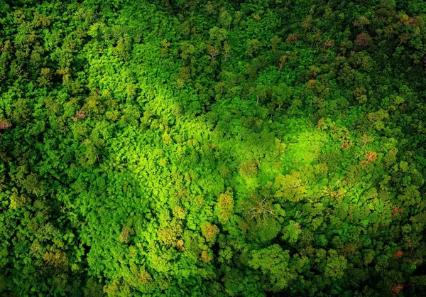 Aerial view of forest | Beautiful aerial view of nature trees in the ...