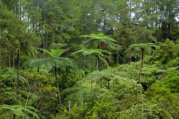 Big fern tree at forest — Stock Photo © phuongphoto #307817276