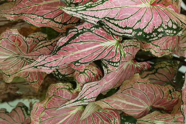 Hoja rosada variegada fotos de stock, imágenes de Hoja rosada variegada ...