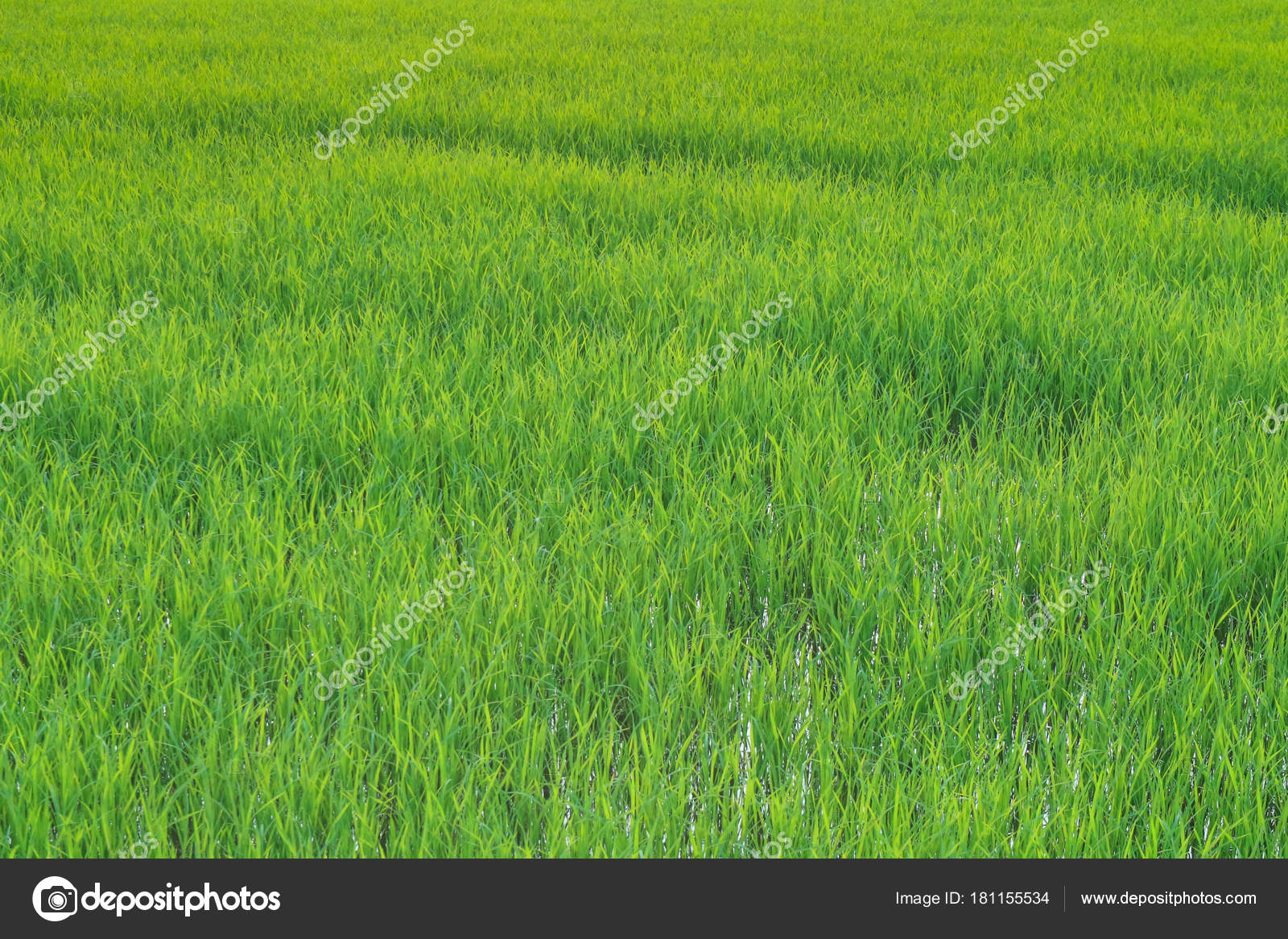 Green Paddy Rice Field Green Grass Spring Background — Stock Photo ...