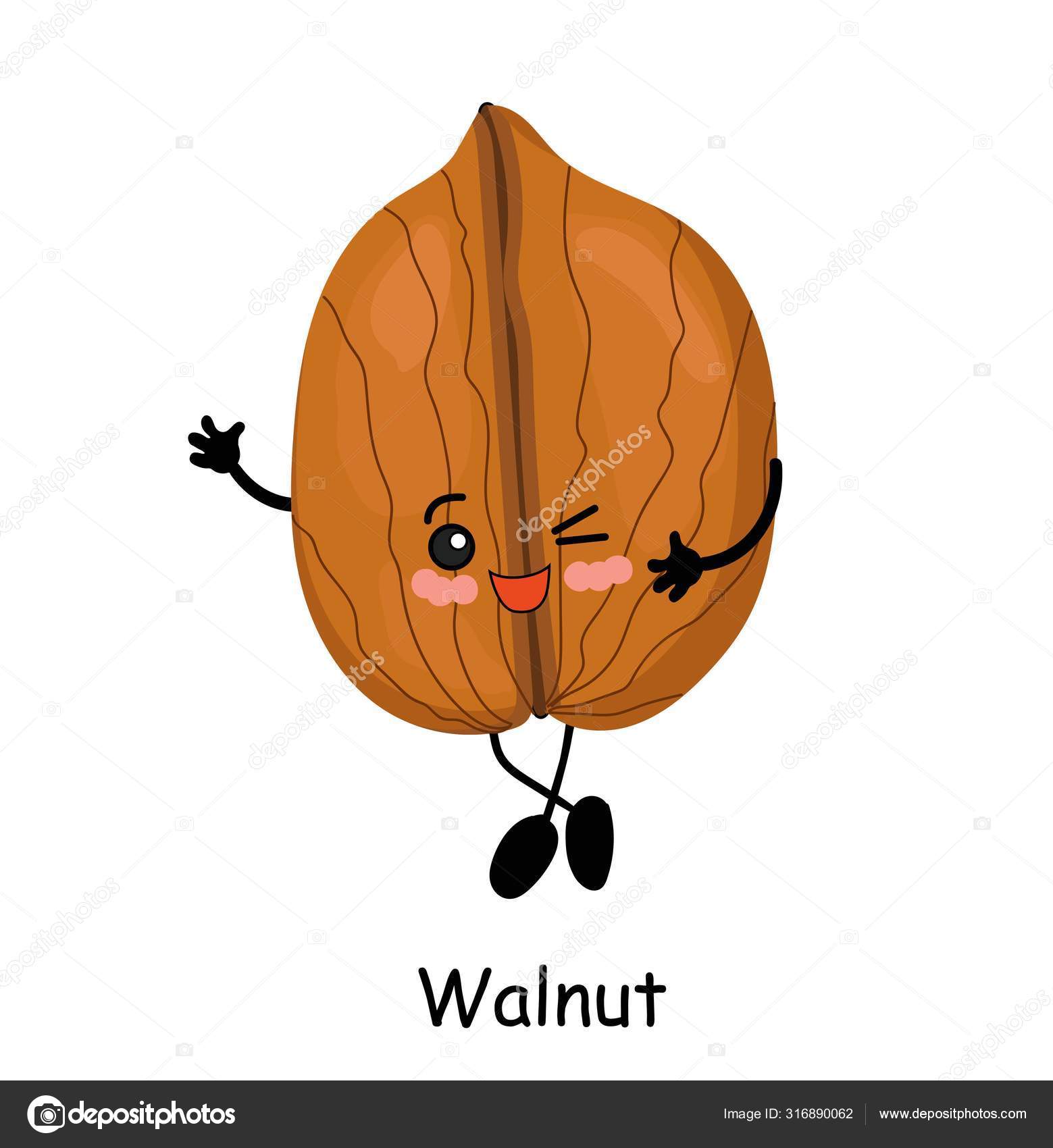 Walnut Vector