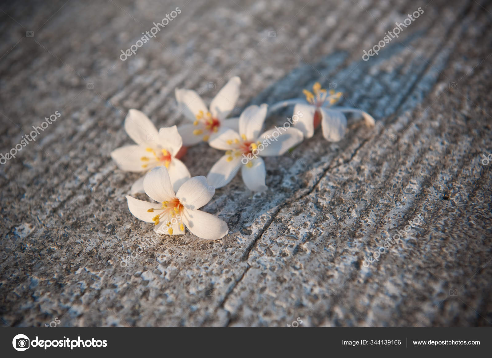 White tung flower falling on the ground, tung flower blooming season ...