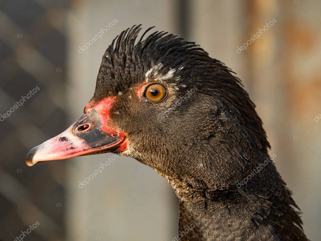 Pato. Pato negro de cerca. La cabeza de un pato. Macro tiro 2024