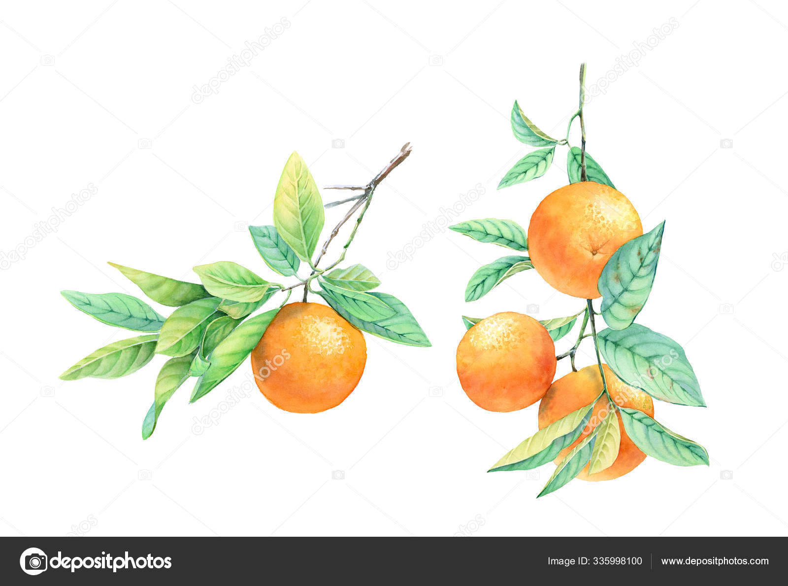 Orange Botanical Illustration