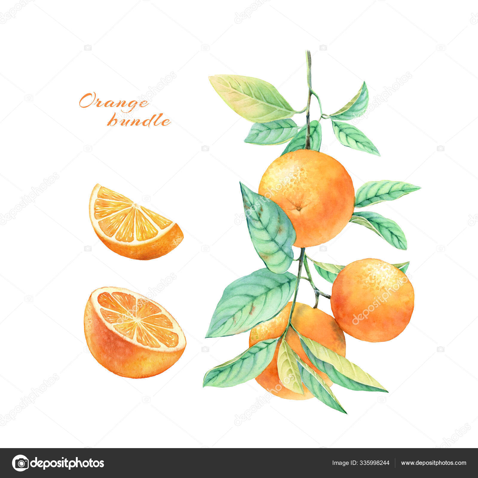 Orange Botanical Drawing Fruit