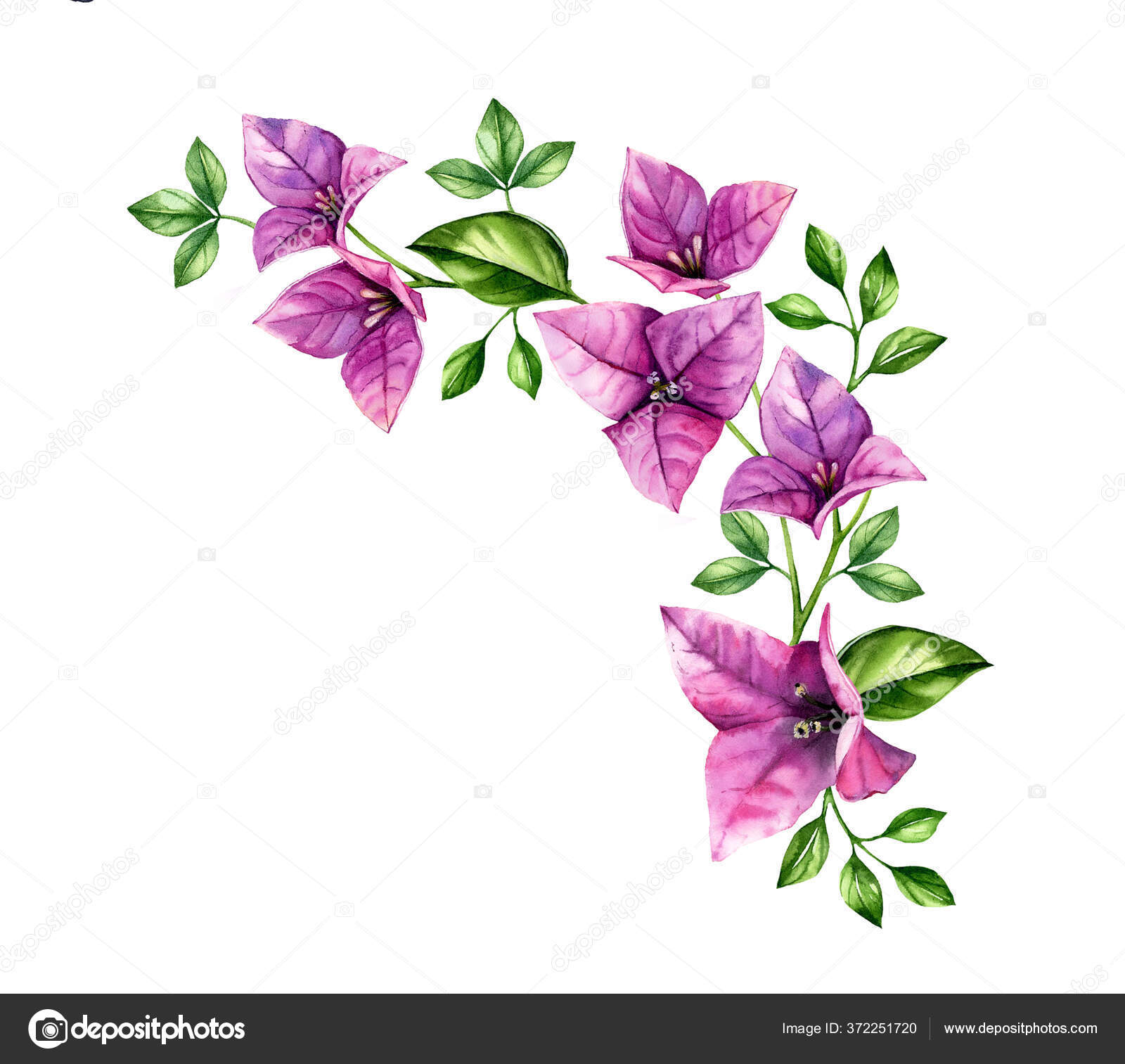 Clipart De Fleur D'angle Violette