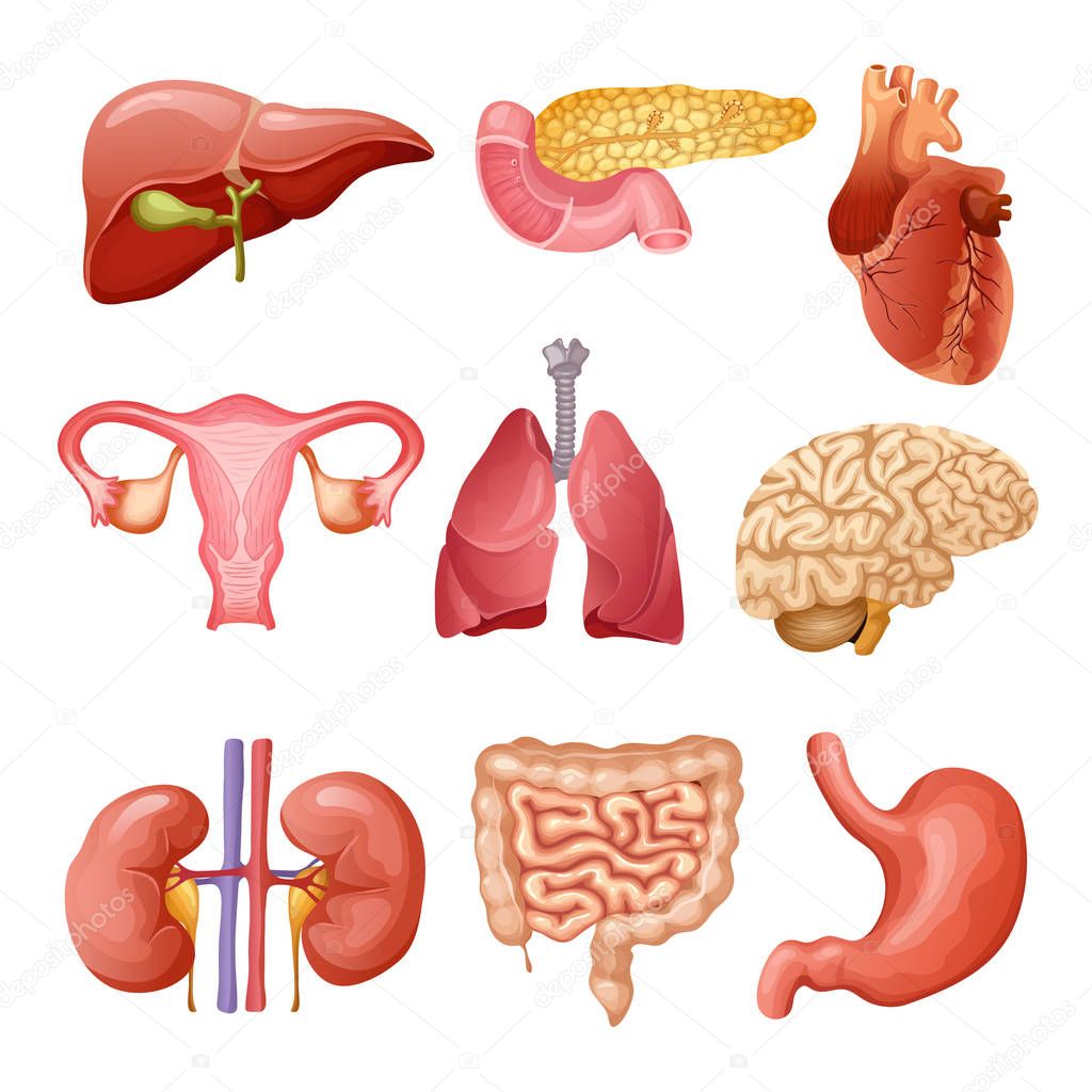 Cartoon Human Organs Set — Stock Vector © Mogil #150332730