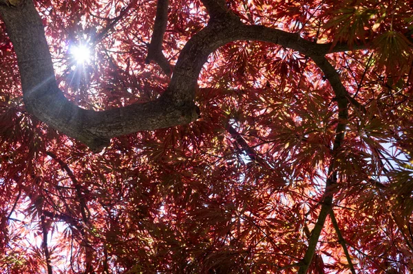 Japanese maples Stock Photos, Royalty Free Japanese maples Images ...