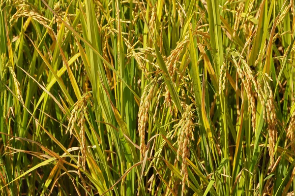 Arroz cozido de riceberry Stockfotografier, royaltyfria Arroz cozido de ...