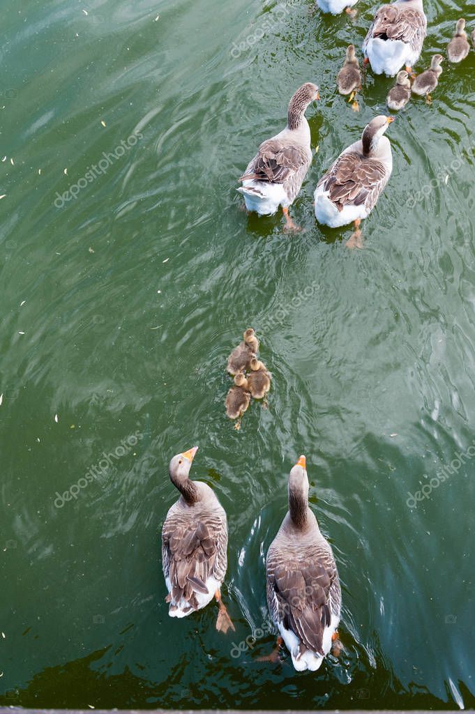Una bandada de ganso flota en el río, una vista superior. 2022
