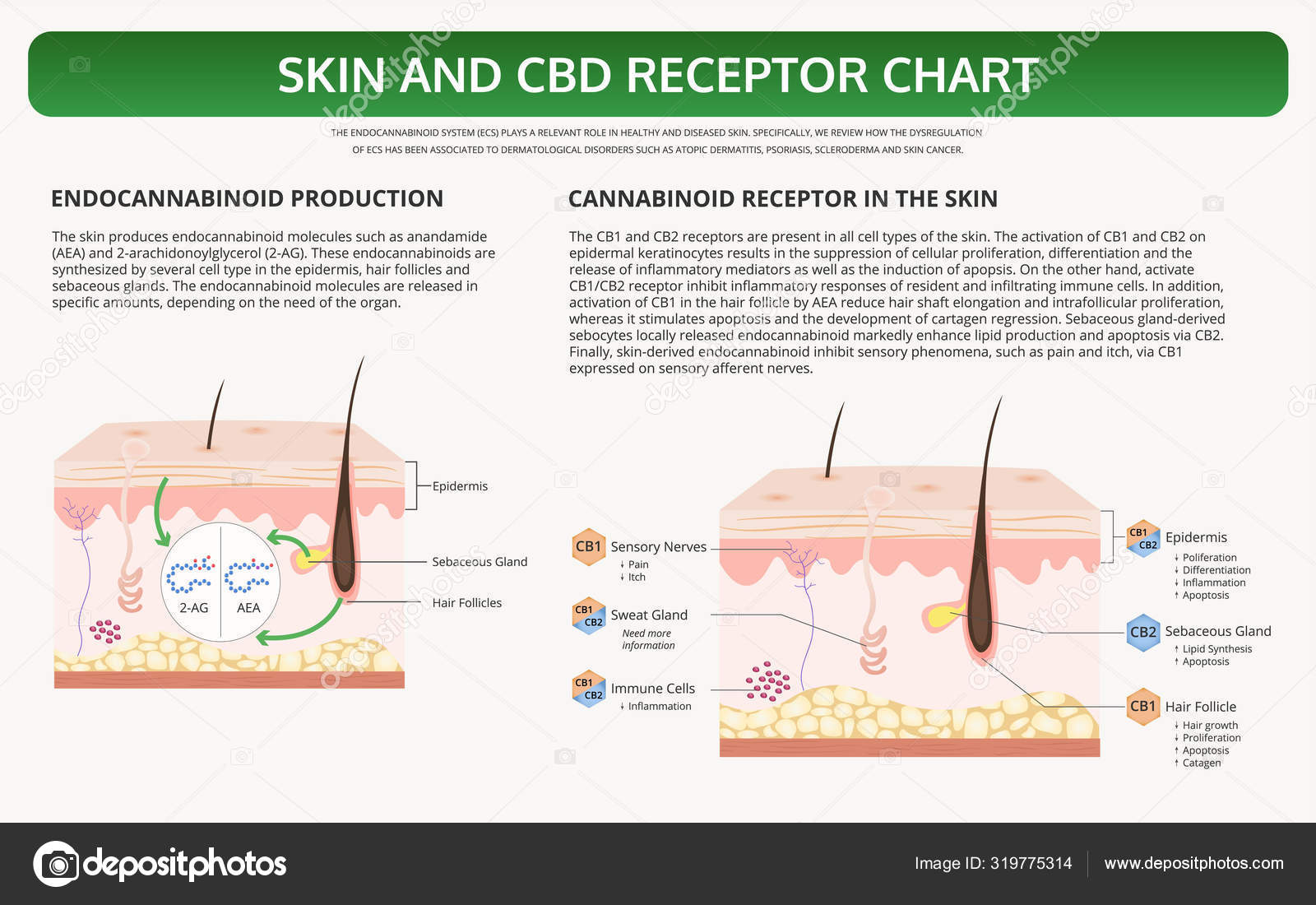 Skin and CBD Receptor Chart horizontal textbook infographic Stock ...