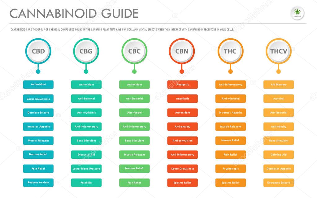 Cannabinoid Guide infografía horizontal de negocios Vector de Stock de ©About-time 321353736