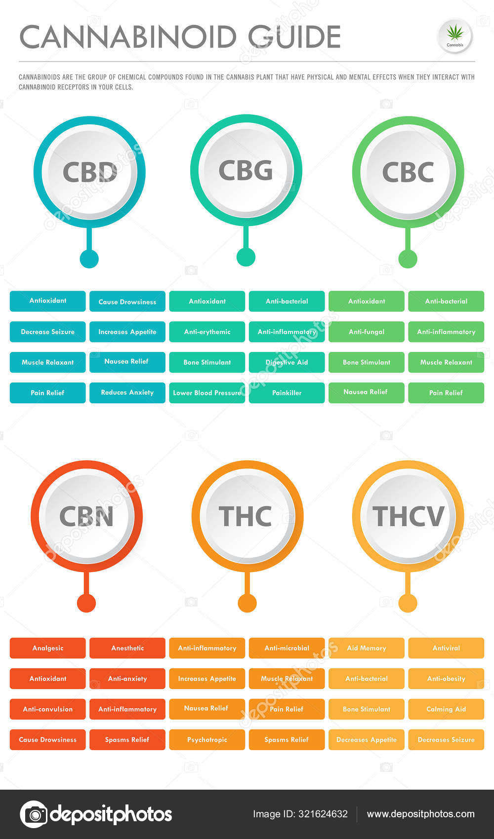 Cannabinoid Guide vertical business infographic Stock Vector by ©About ...