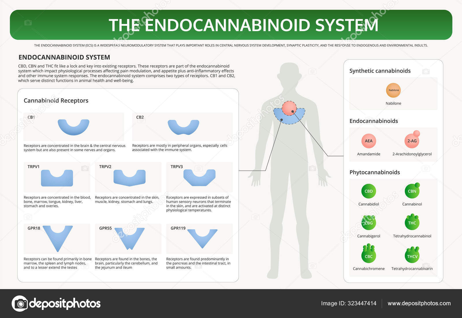 The Endocannabinoid System horizontal textbook infographic Stock Vector ...