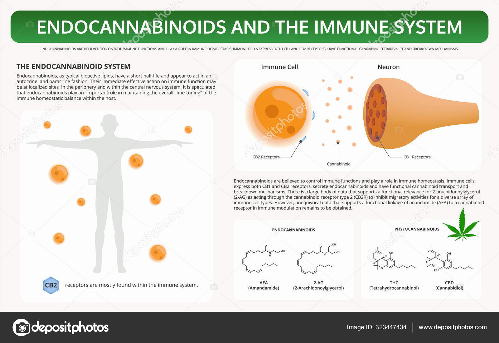 Endocannabinoids and the Immune System horizontal textbook infographic ...