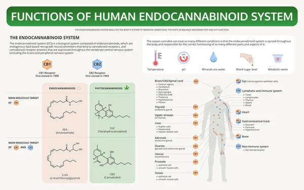 Endocannabinoid Stock Vectors, Royalty Free Endocannabinoid ...
