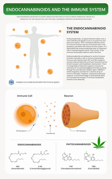 Endocannabinoid System and Obesity vertical infographic Stock Vector by ...