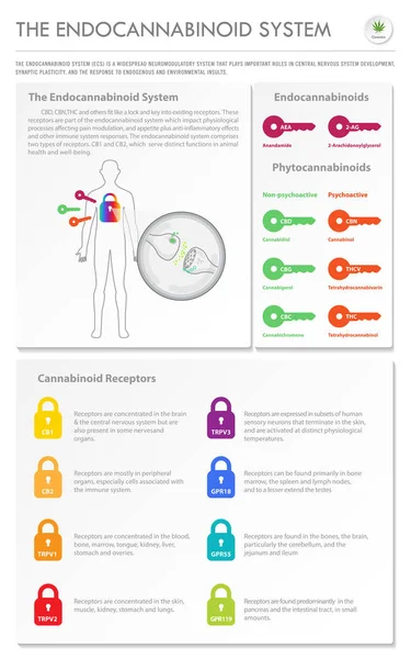 Endocannabinoid and Body Systems vertical infographic Stock Vector ...