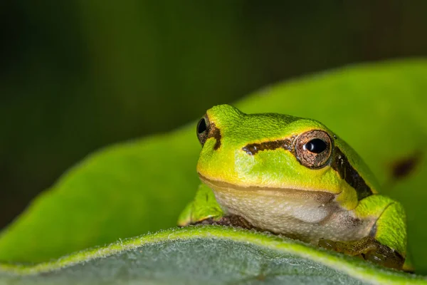 Green Frog Leaf Frog Hides Plant Stock Photo by ©Nedomacki 356639060