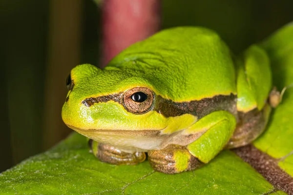 Green Frog Leaf Frog Hides Plant Stock Photo by ©Nedomacki 356639060