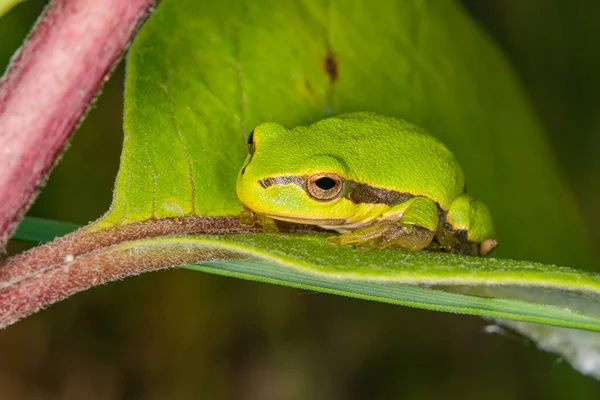 Green Frog Leaf Frog Hides Plant Stock Photo by ©Nedomacki 356639060