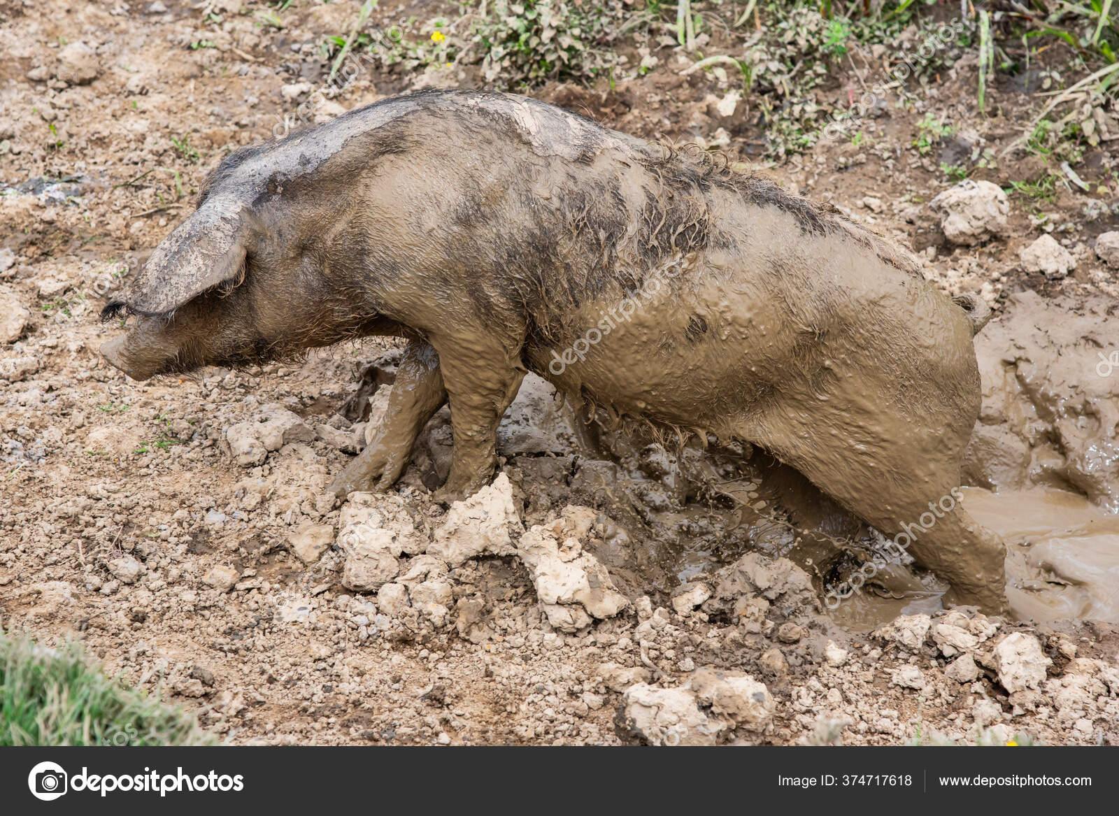 Pig Wallows Mud Boar Taking Mud Bath Cool Summer Day — Stock Photo ...