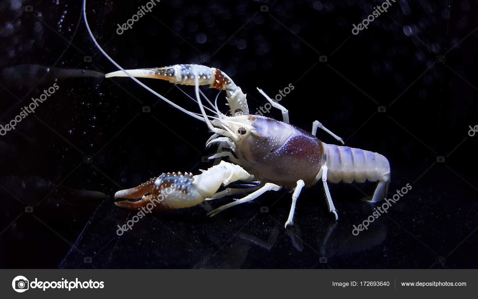 Procambarus Clarkii Ghost