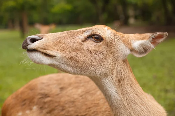 Deer nose Stock Photos, Royalty Free Deer nose Images | Depositphotos