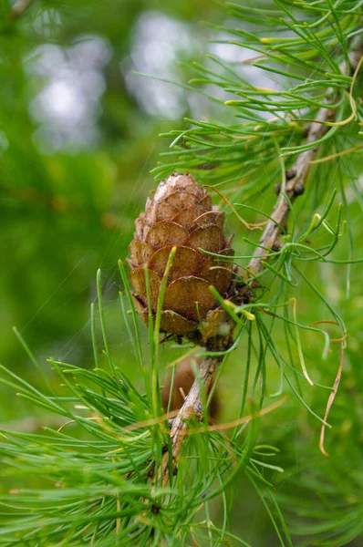 Green pine cocoon fotos de stock, imágenes de Green pine cocoon sin ...