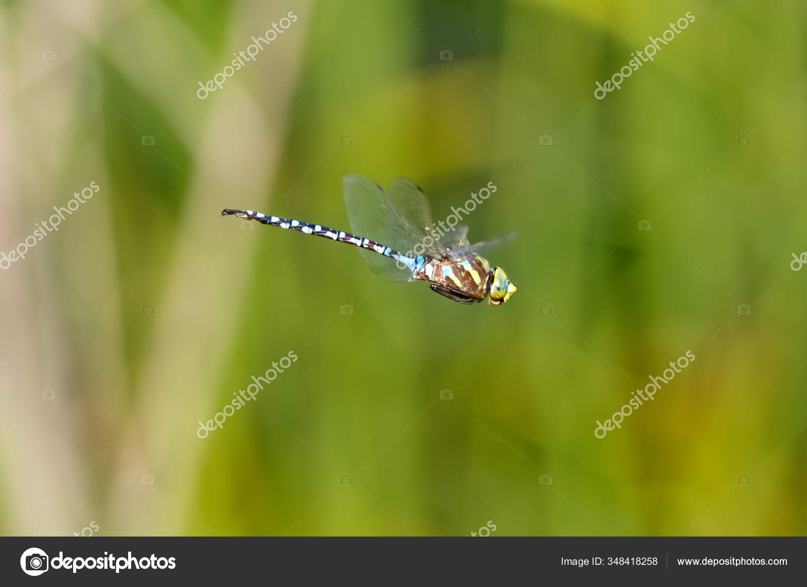 Dragonfly In Flight