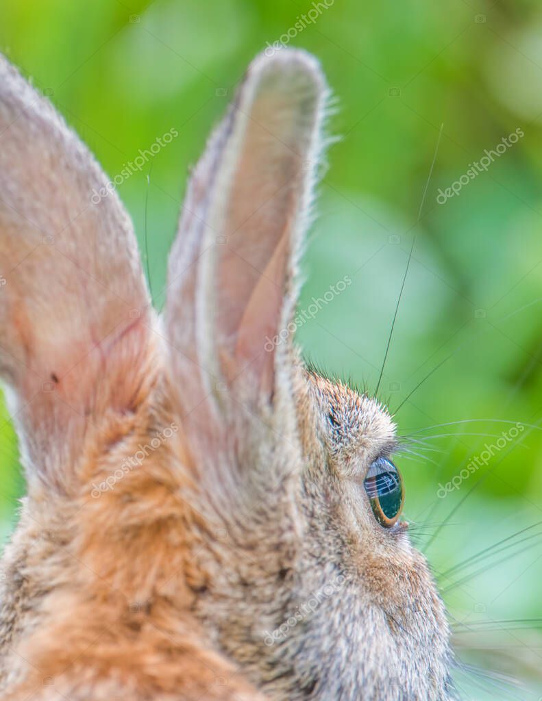 Primer plano de conejo de cola de algodón oriental - cerca del río ...