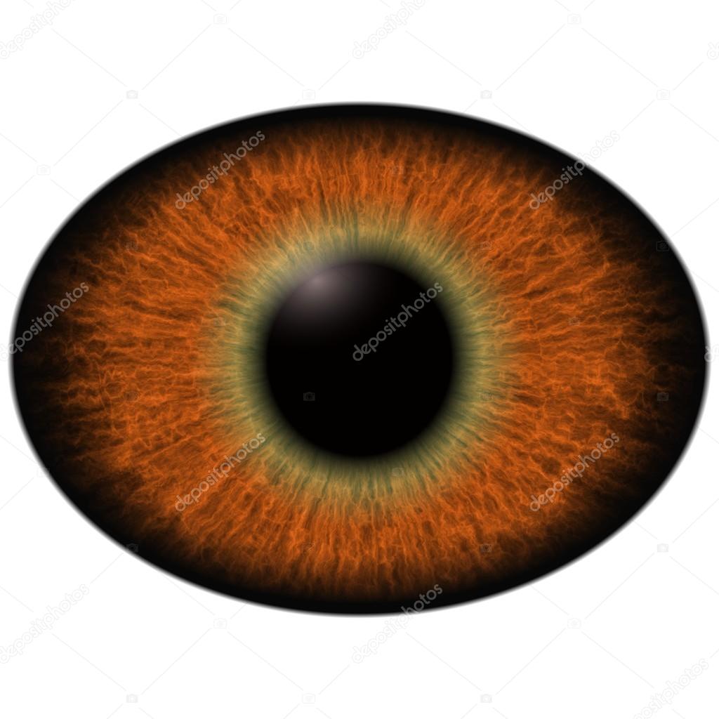 Lizard eye. Isolated brown elliptic eye. Big eye with striped iris ...