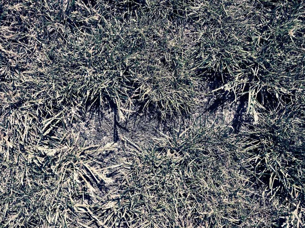 Dead grass texture — Stock Photo © vlue #4625201