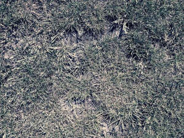 Decay harvested grass in big green smell mound in corner of garden ...