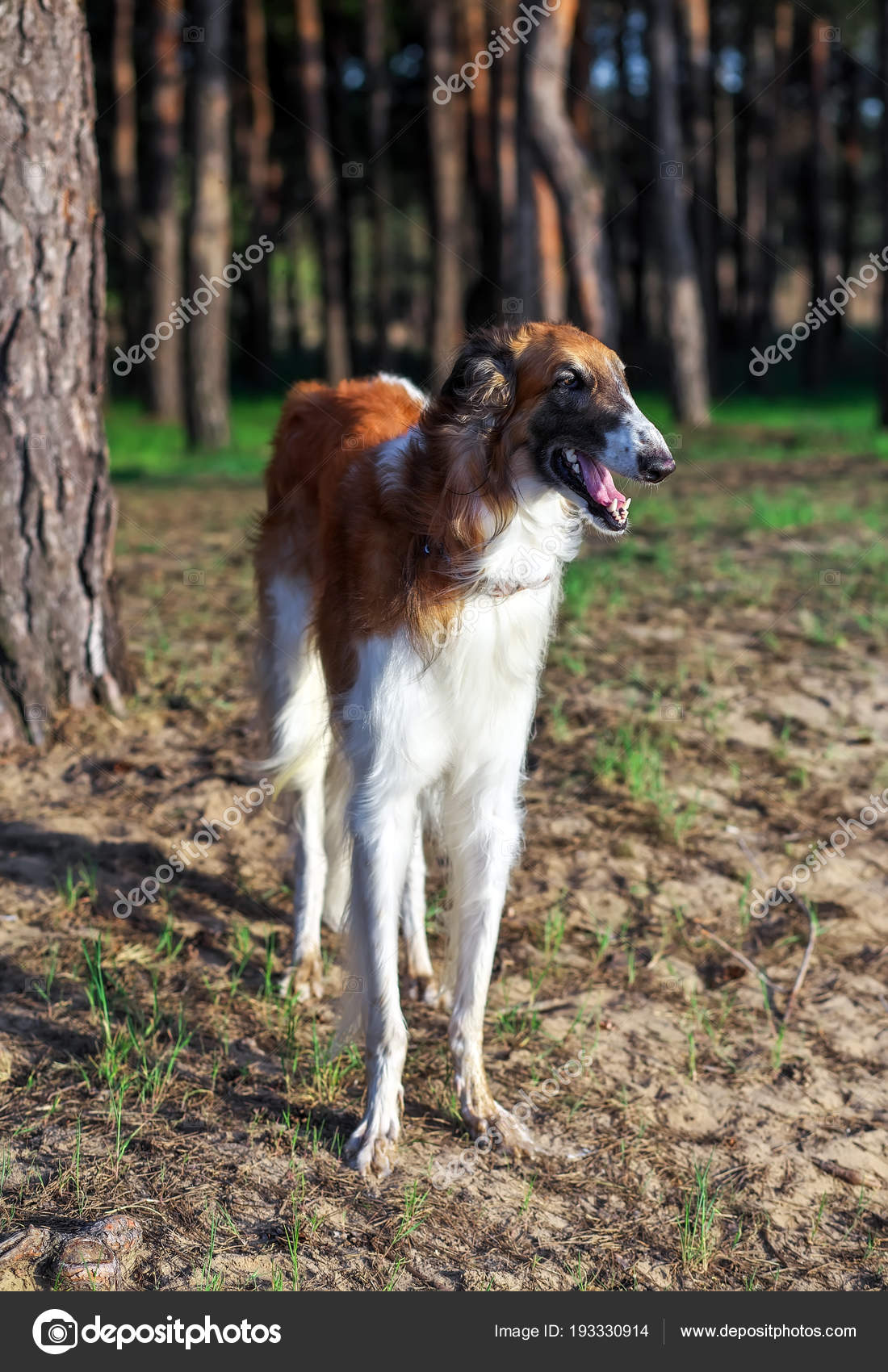 Borzoi Hunting Wolves