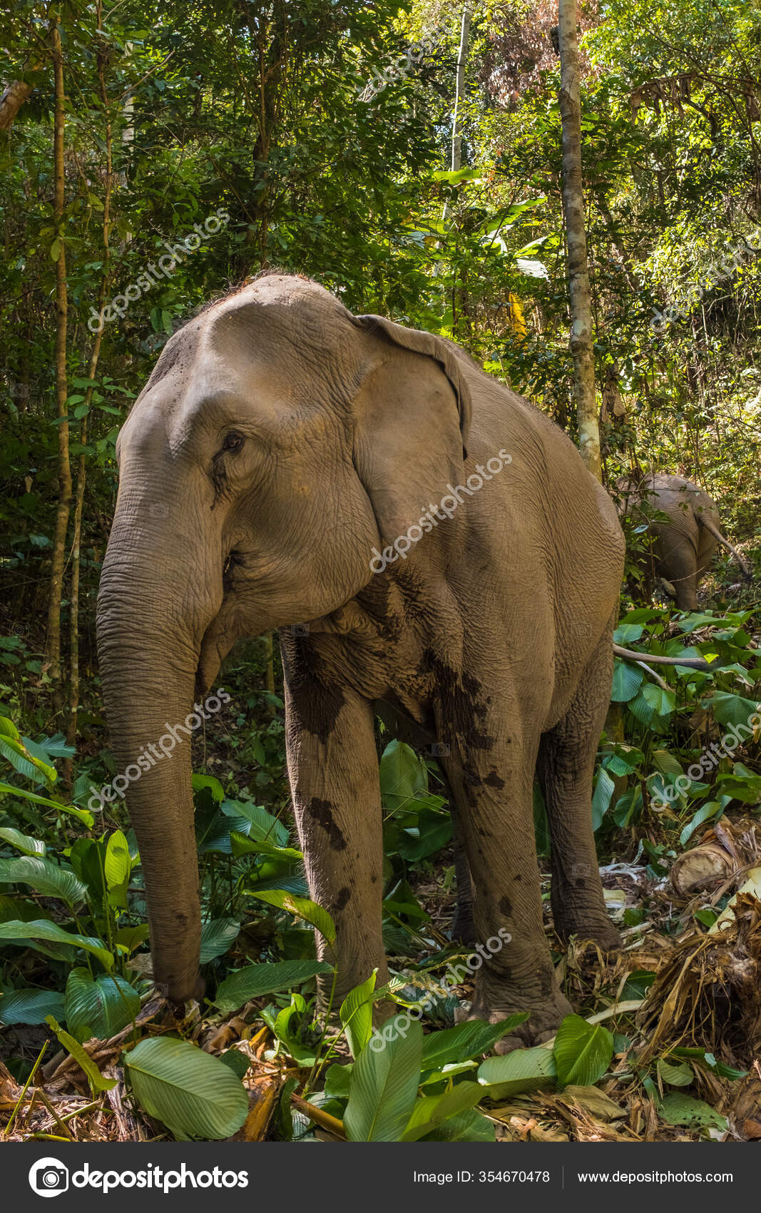 Two Asian Elephants in the Northern Thailand jungle, one in the ...