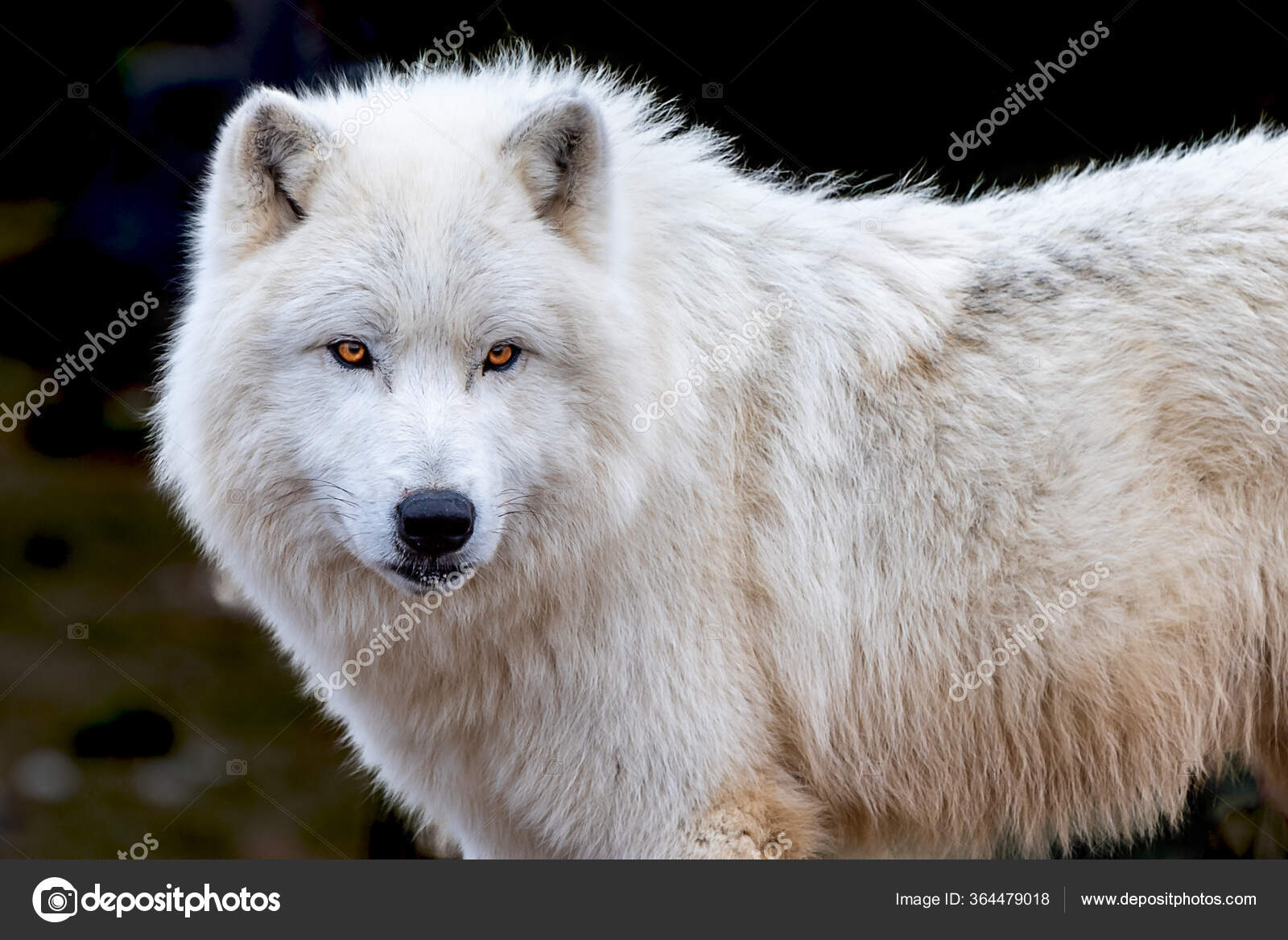 White Arctic Wolf