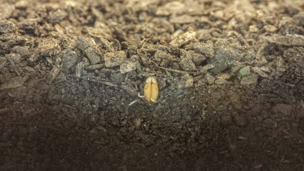 Grain seed growing from ground in soil — Stock Video © ivanves #153488602